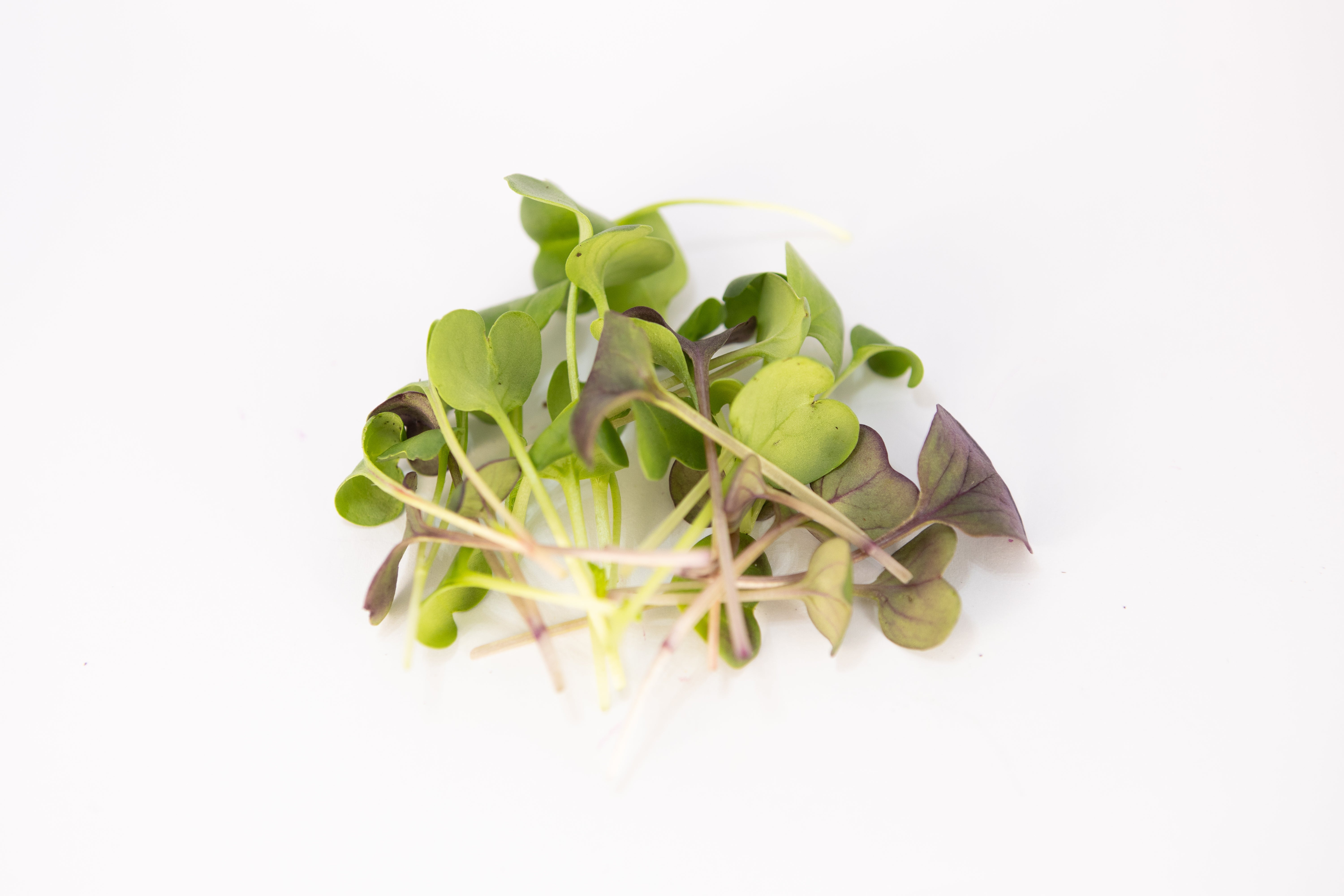 Confetti Radish Microgreens: Bold, Crisp, and Bursting with Color ...