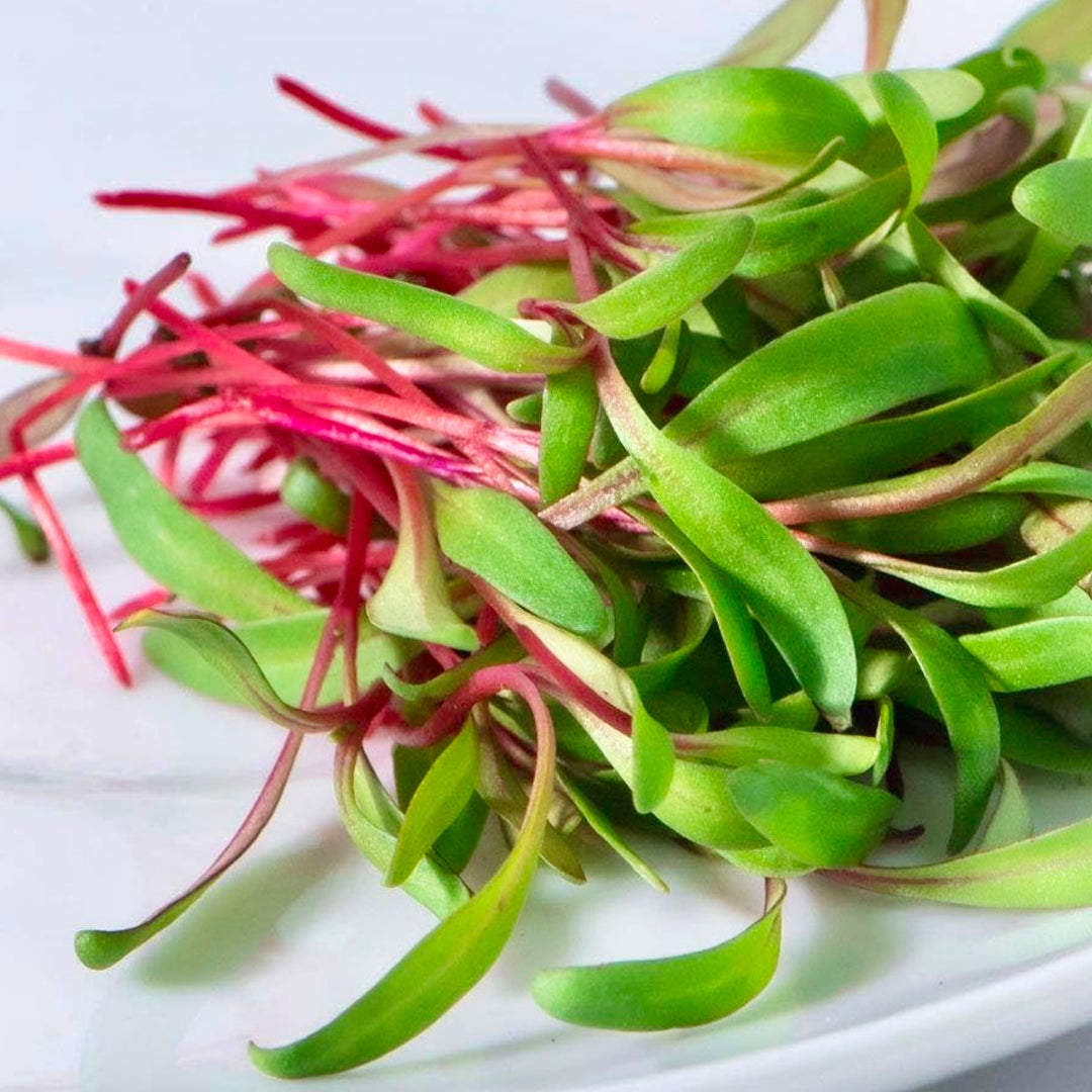 Chefs & Culinary Team – Hardee Greens
